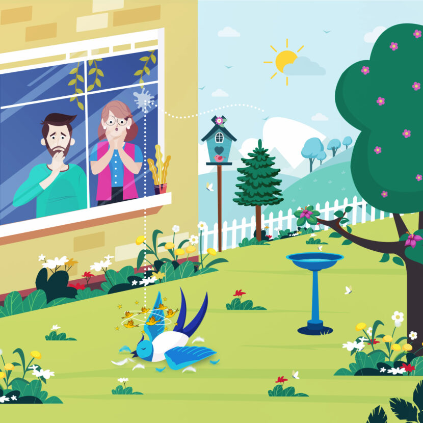 Stop the Splat! – Help prevent birds from striking your windows!